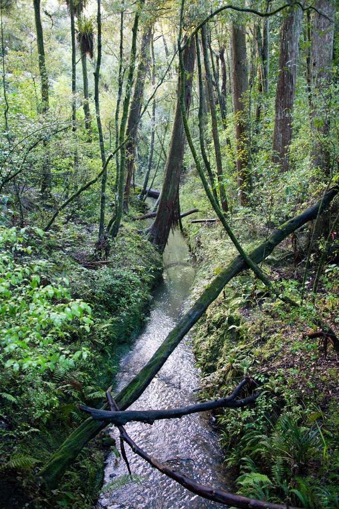 Bush Stream – Night Cycling